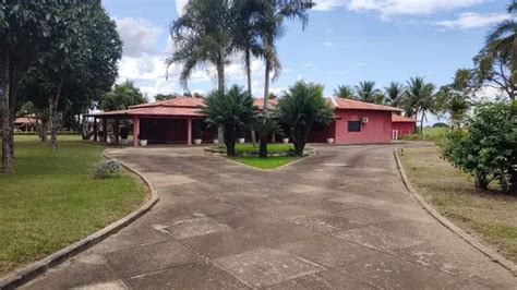 Nelore Elite No Brasil