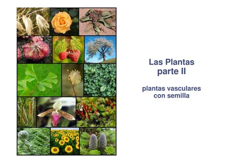 Tema 25 Plantas Con Semillas Las Plantas Parte II Plantas Vasculares