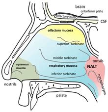 Human Nose Wikipedia