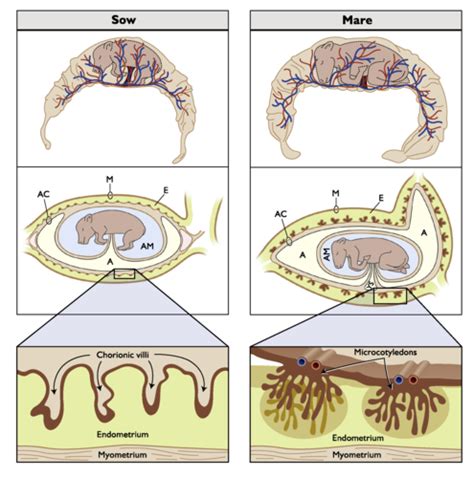 Embryology Introduction Flashcards Quizlet