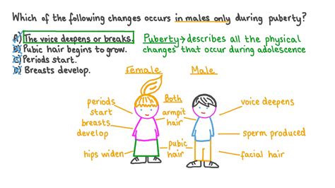 Question Video Identifying Male Only Changes Happening During Puberty