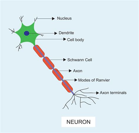 Neuron Cell Labeling Sheet