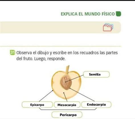 7 Observa El Dibujo Y Escribe En Los Recuadros Las Partes Del Fruto