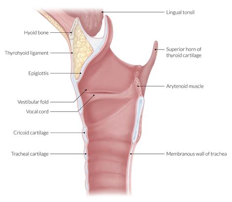Larynx Anatomy Function In Respiratory System Cancer 55 OFF