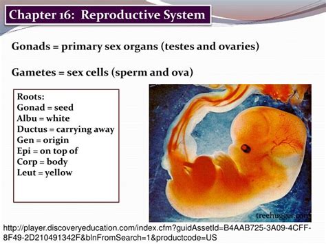Ppt Embryology Of The Female Genital Tract Powerpoint
