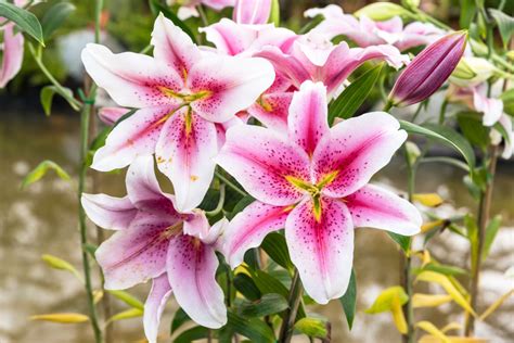 El significado del lirio te sorprenderá Descúbrelo Floristería Morris