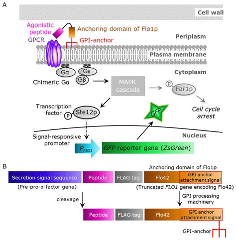 Schematic Illustration Of Signal Activation Of Human GPCRs By