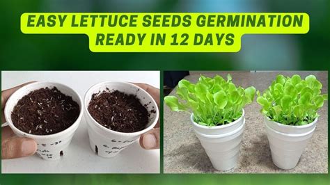 How To Germinate Lettuce Seeds For Beginners Easy Hydroponics Youtube
