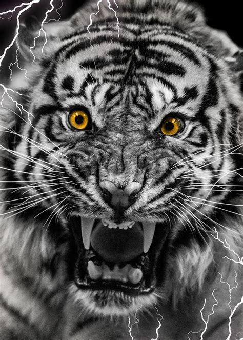Angry Tiger Poster Picture Metal Print Paint By SapientiaB Displate