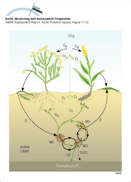 Schematic Illustration Of Ecosystem Carbon Fluxes And Nutrient