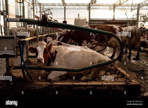 Non Exclusive Dairy Cows Are Seen Inside In An Experimental Floating