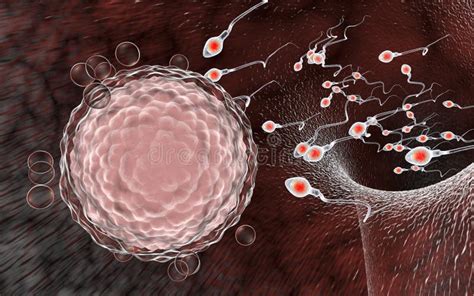 Fertilisation De Cellule D ovule Humain Par Le Spermatozoïde