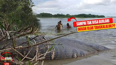 Misteri Penampakan Tangkalaluk Seketika Kaki Bergetar Ketika Ular