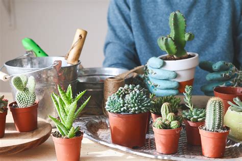 C Mo Mantener Vivas Las Suculentas En Tu Hogar Variegata Es