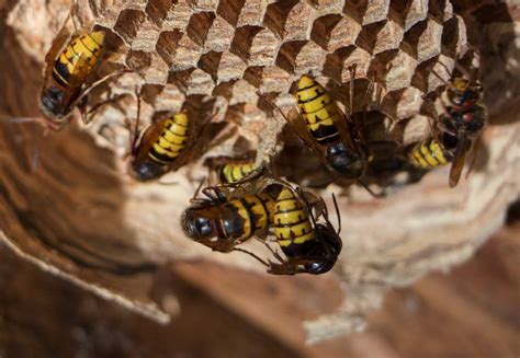 Heidelbeerbestäubung in Kanada Magie der Bienen Ahorn Schätze