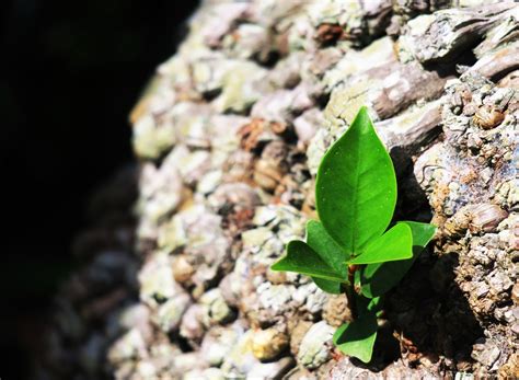 Hoja Naturaleza Planta Foto Gratis En Pixabay Pixabay