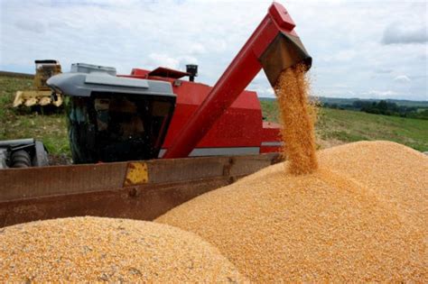 Conab realiza leilão para frete mais de 11 mil toneladas de milho