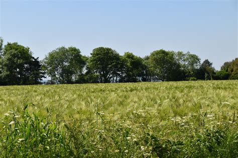 Barley N Chadwick Cc By Sa 2 0 Geograph Britain And Ireland