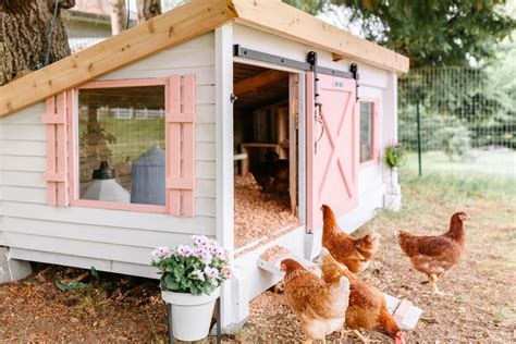 Chicken Coop Interior Design