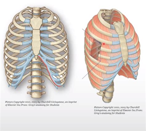Anatomy Thoracic Wall Flashcards Quizlet