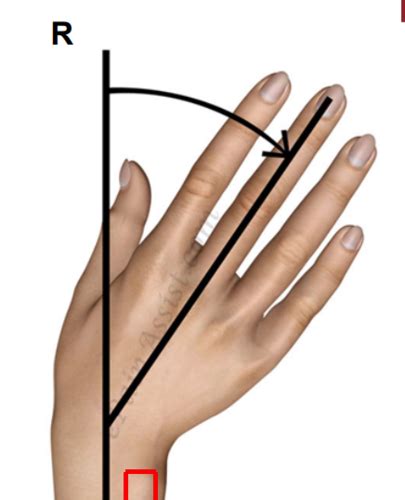 Wrist Scaphoid And Forearm Positioning Flashcards Quizlet