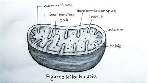 How To Draw Mitochondria