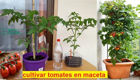 Como sembrar tomates en macetas con mucho éxito Agrovet77