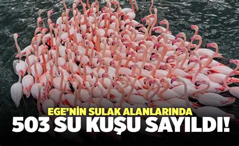 Egenin Sulak Alanlarında 503 Su Kuşu Sayıldı Denizli Haber