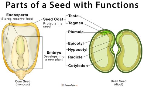 Seed Structure And Function Diagram Google Image Result For