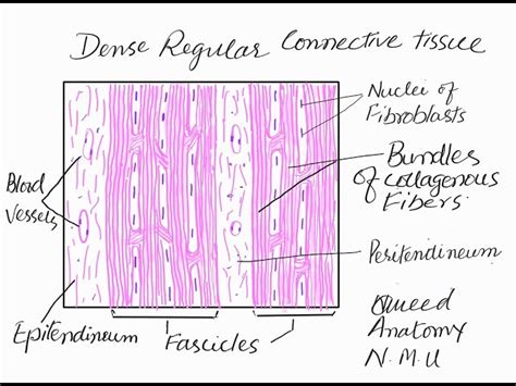 Dense Connective Tissue Diagram