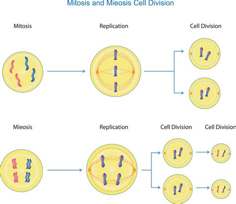 Mitosis And Meiosis Cell Division Vector Art At Vecteezy