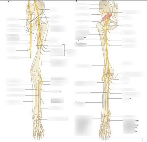 Nerves Of The Lower Limb Diagram Quizlet