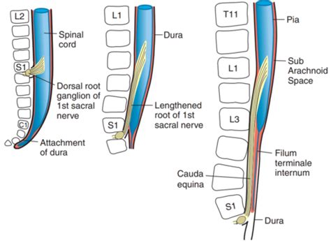 Anatomy Cns Ii Brainstem And Spinal Cord Flashcards Quizlet