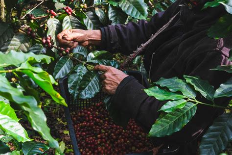 agricultores colheita maduro café feijões a partir de organicamente