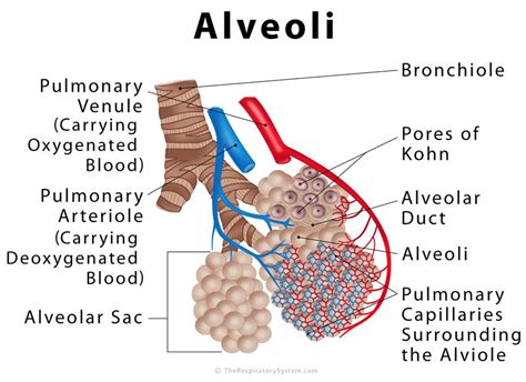 Which Part Of The Diagram Shows Alveoli Biology Alveoli Lung