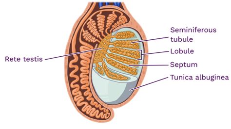 5 Ways To Make The Male Reproductive System An Easier Topic