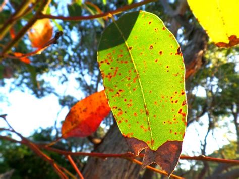 Free Images Tree Nature Sunlight Leaf Flower Pattern Green Red