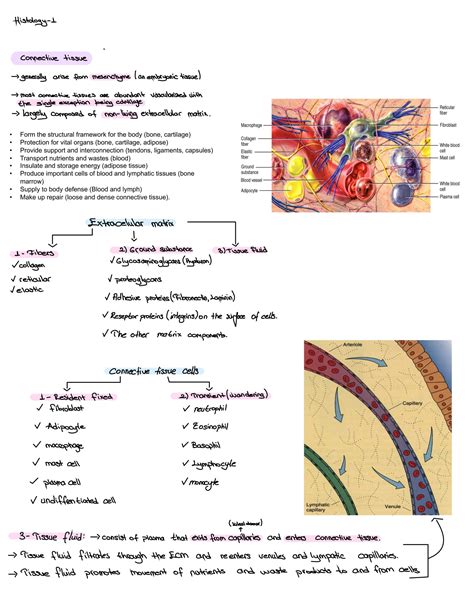 Solution Connective Tissue Histology Studypool