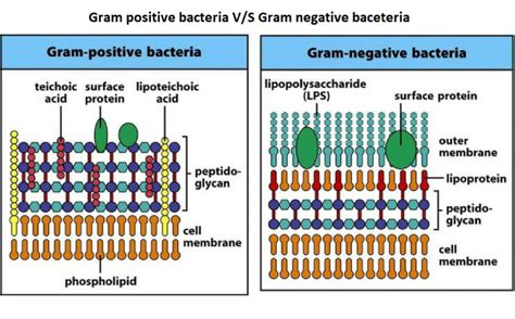 Key Difference Between Gram Positive And Gram Negative Bacteria Cell