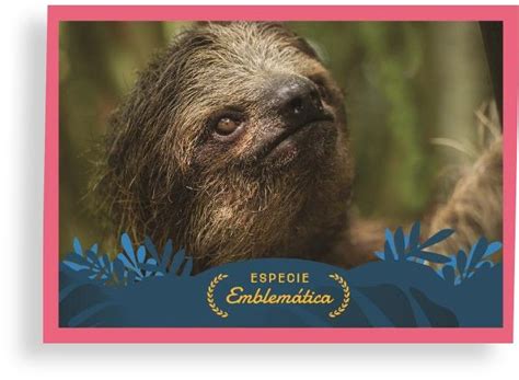 Panini Lanzar El Primer Lbum Exclusivo Para Costa Rica Tem Tica Ser