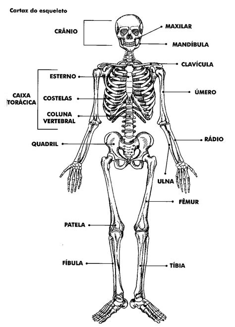 Corpo Humano Skeletal System Human Skeletal System Skeletal System