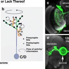 Lineage Development From Larva To Adult Cartoon Diagram Highlighting A