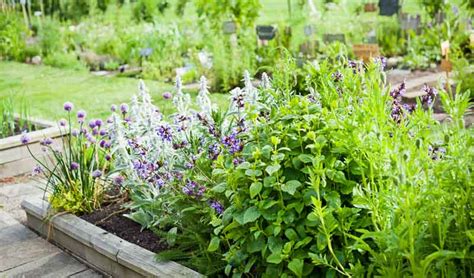 Plantes Aromatiques Le Chatel Des Vivaces