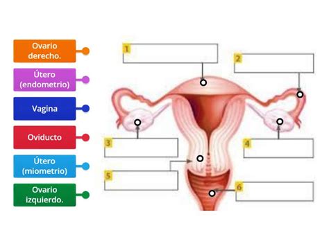 Sistema Reproductor Femenino Labelled Diagram