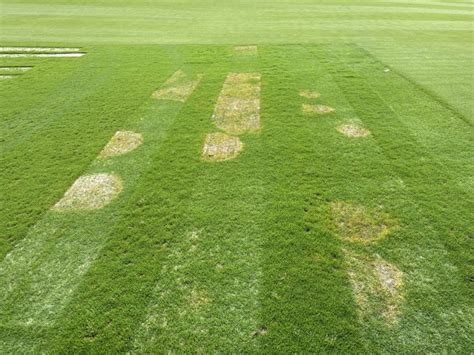 Large Patch Rhizoctonia Solani On Seashore Paspalum Turf PACE Turf