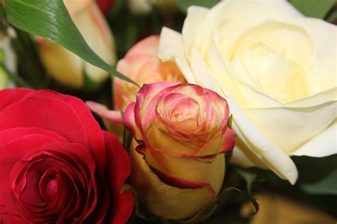 Blomma Reste Sig Vas Gratis foto på Pixabay Pixabay