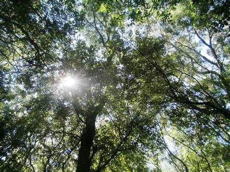 Fotos gratis paisaje árbol naturaleza bosque rama planta cielo
