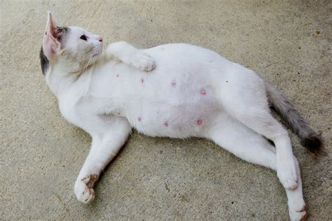 Cat Pregnancy Week By Week An Ultimate Guide Cat Vet Info