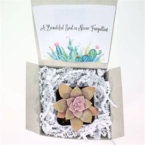 A Beautiful Soul Is Never Forgotten Cacti Assorted Succulents