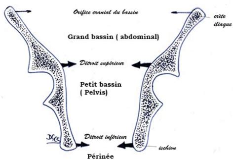 PETIT BASSIN UE8 Spé Petit Bassin Tutorat Associatif Toulousain